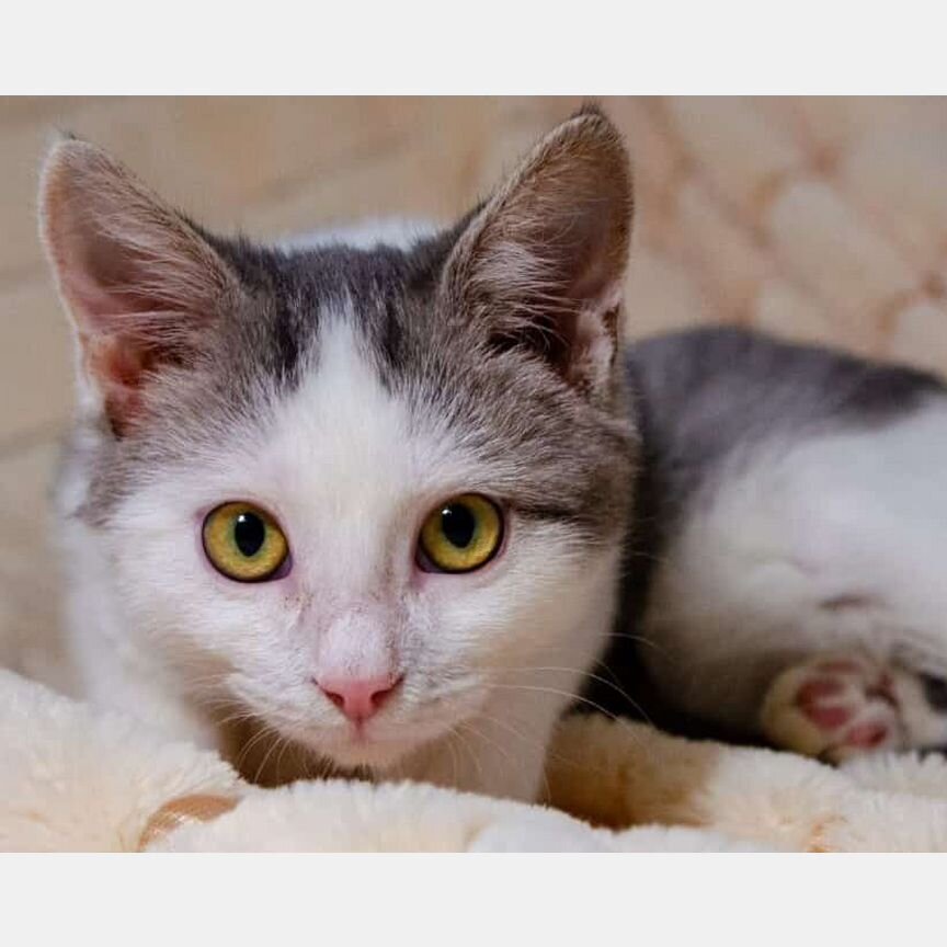 Котёнок в дар