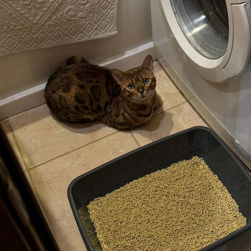 Котенок мальчик Бенгал