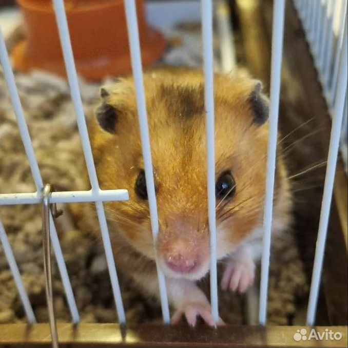 Сирийский хомяк с клеткой