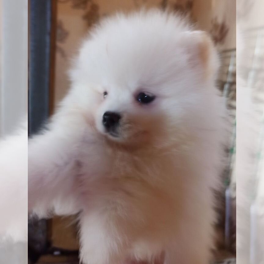 Померанский шпиц, щенок