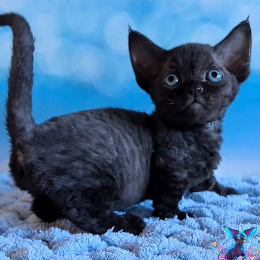 Девон-рекс котёнок