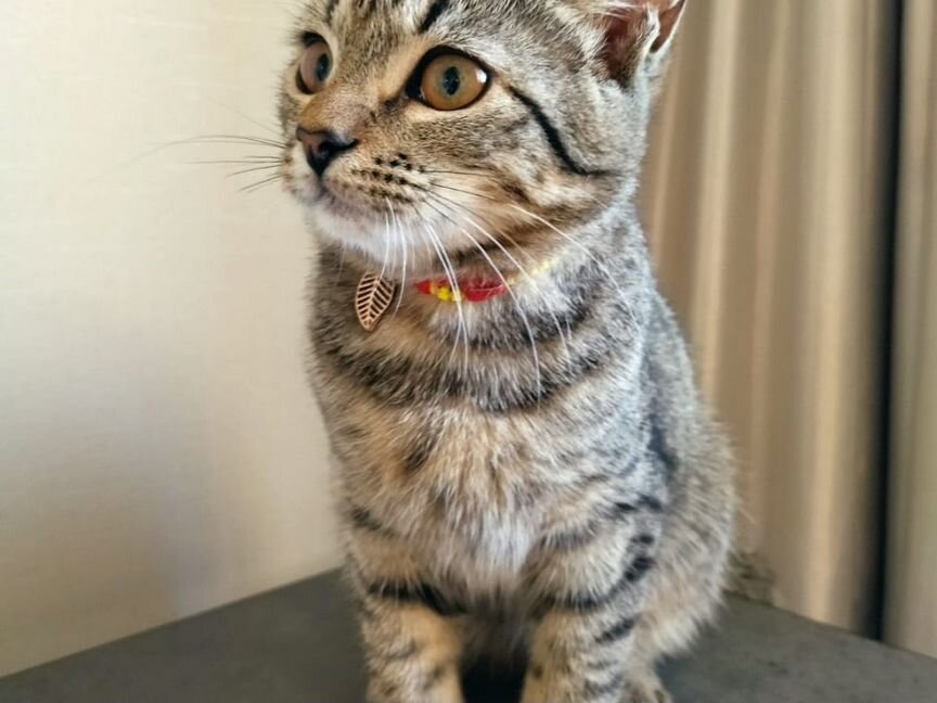 Кот котёнок Лёшик