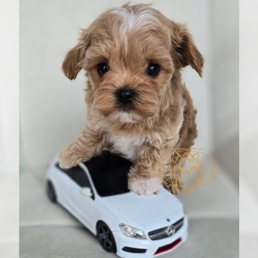 Мальтипу, щенок