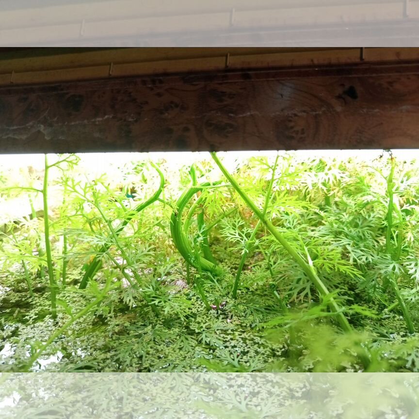 Индийский папортник в аквариум