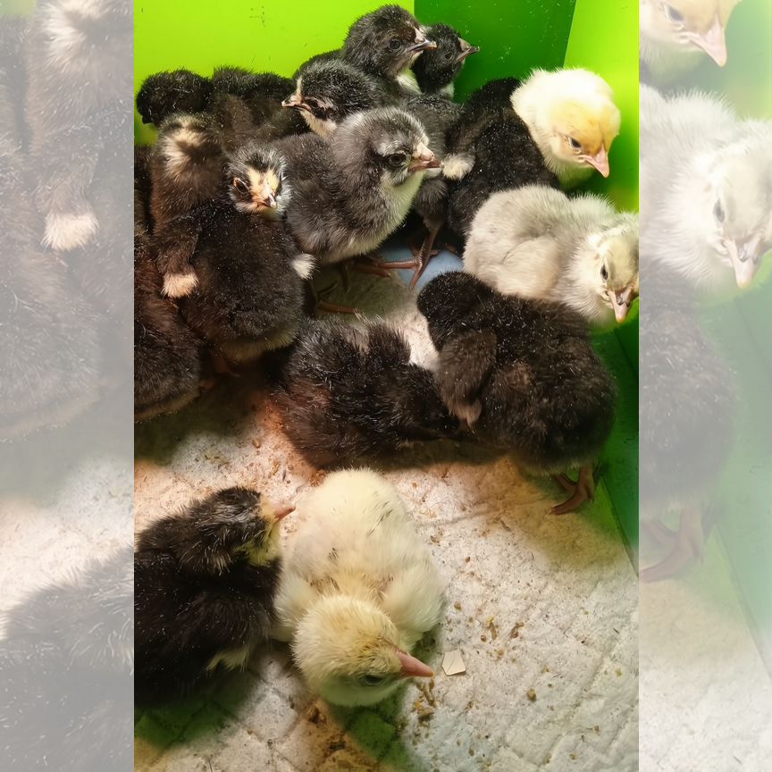 Цыплята суточные