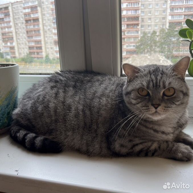 Шотландская кошка 3 года