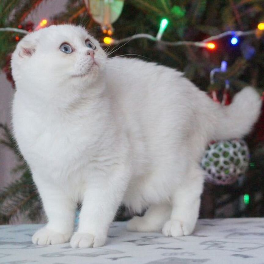 Шотландский вислоухий короткошёрстный котёнок