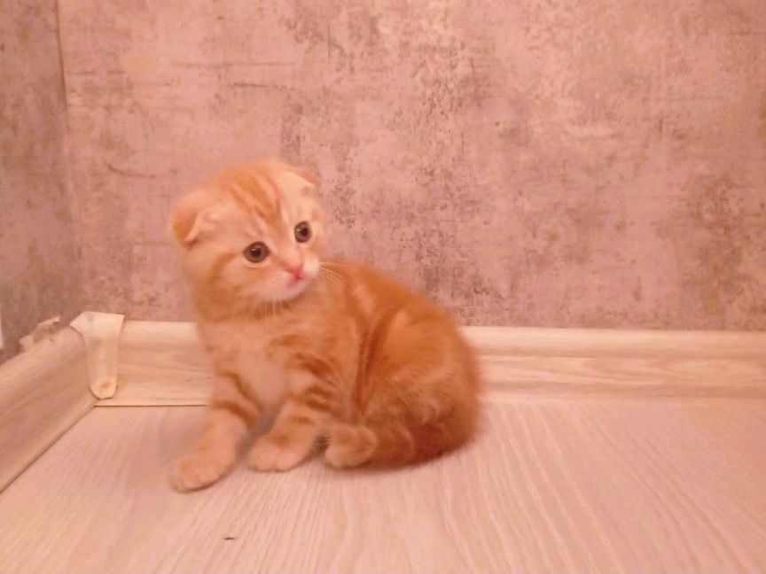 Шотландские вислоухие котята