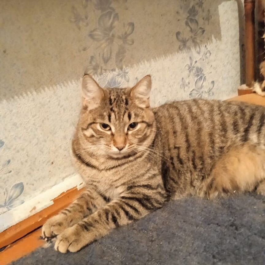 Европейский короткошёрстный котёнок