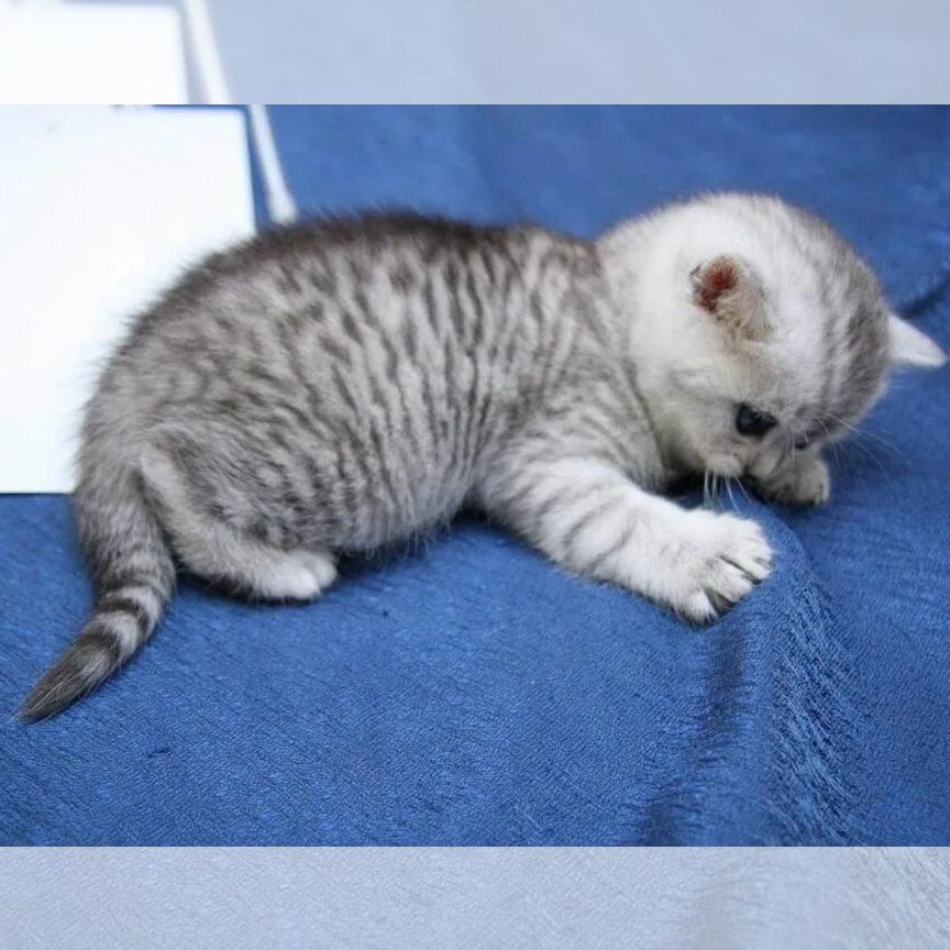Шотландский прямоухий короткошёрстный котёнок