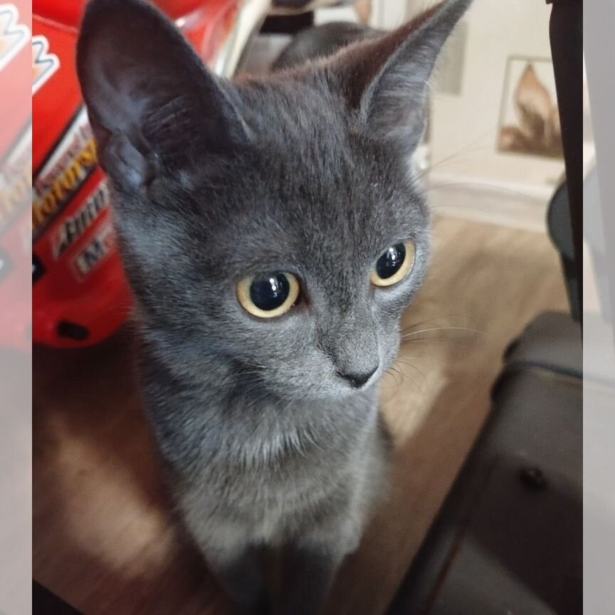 Британский короткошёрстный котёнок