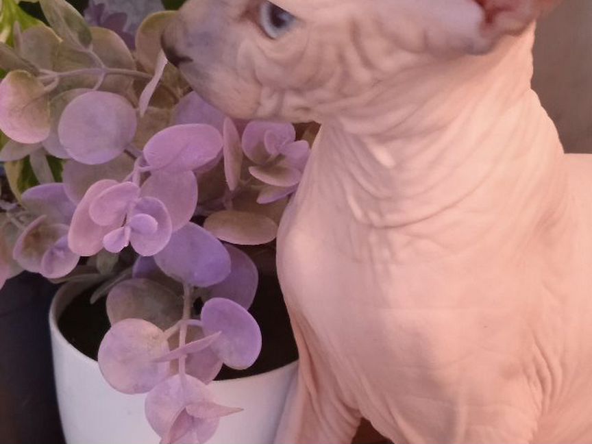 Котёнок, канадец