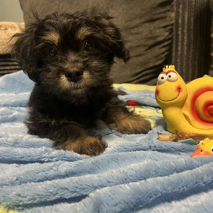 Кавапу щенок бесплатно