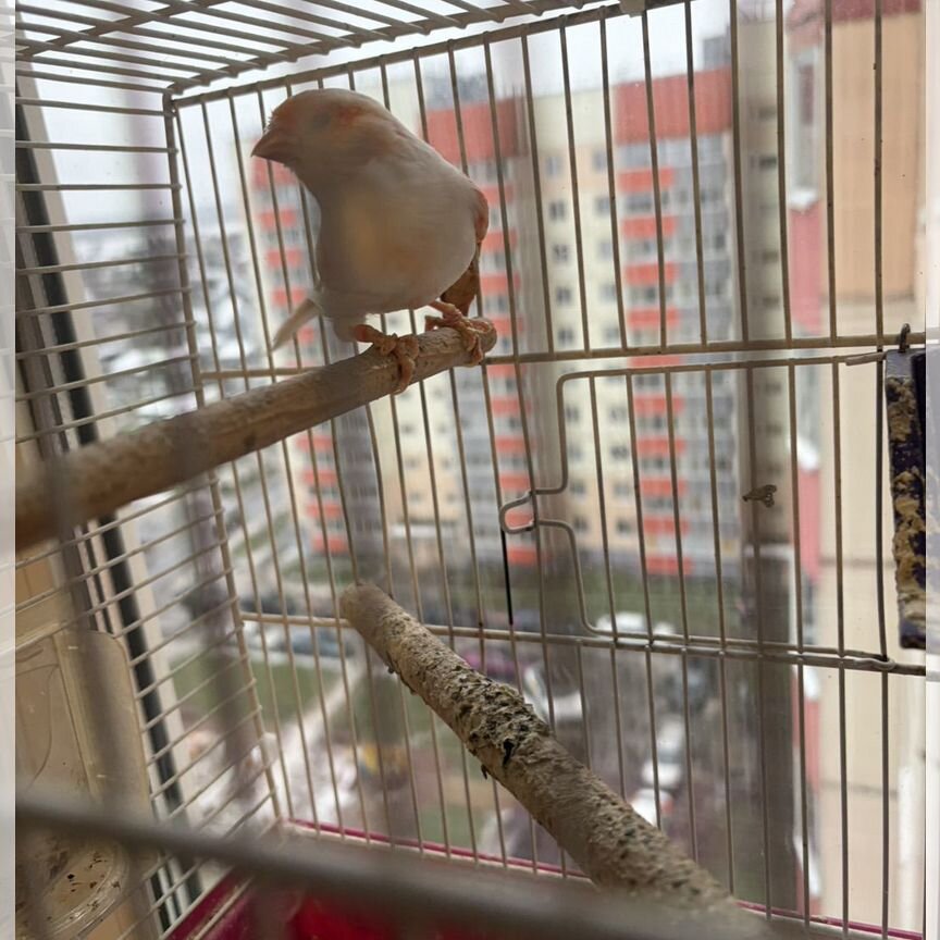 Кенара и канарейки