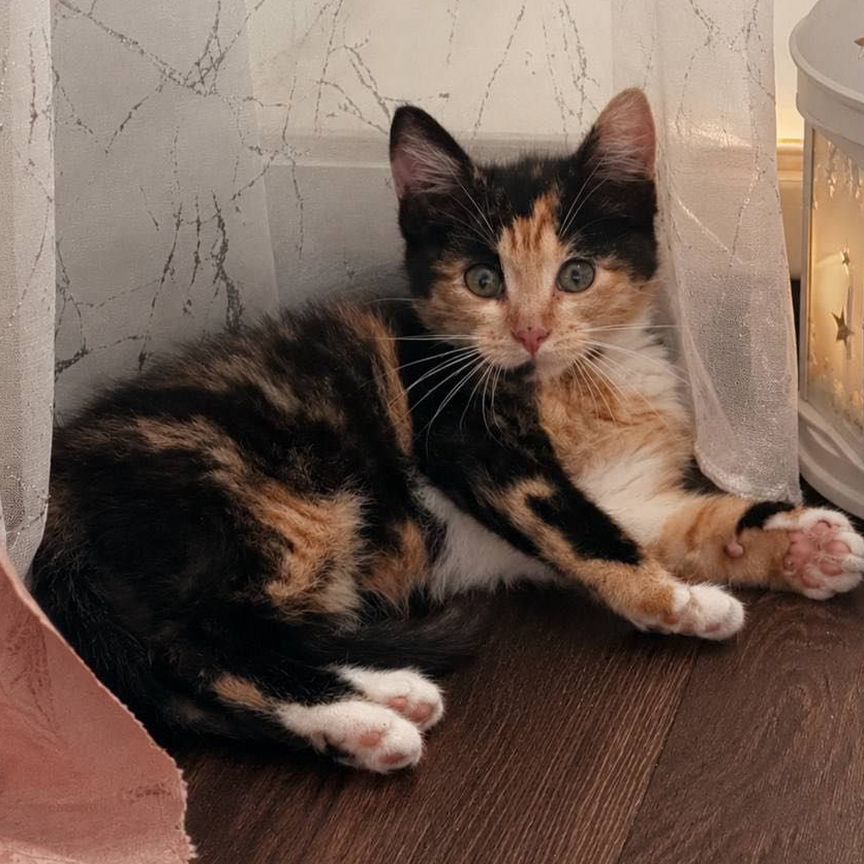 Котёнок в добрые руки