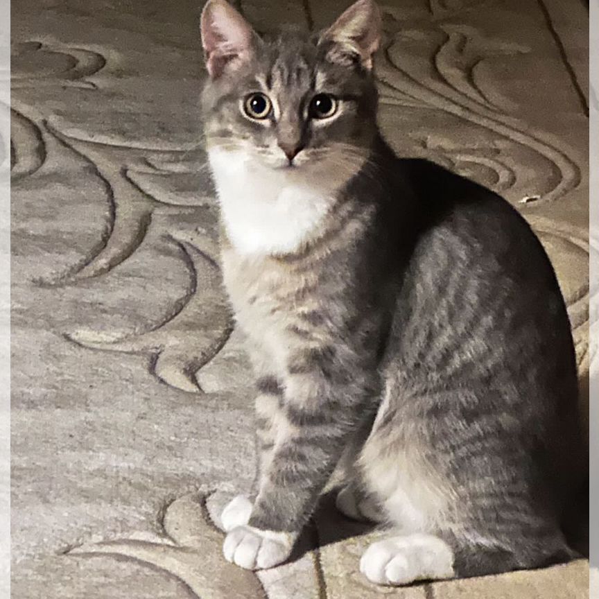 Алтайский котёнок