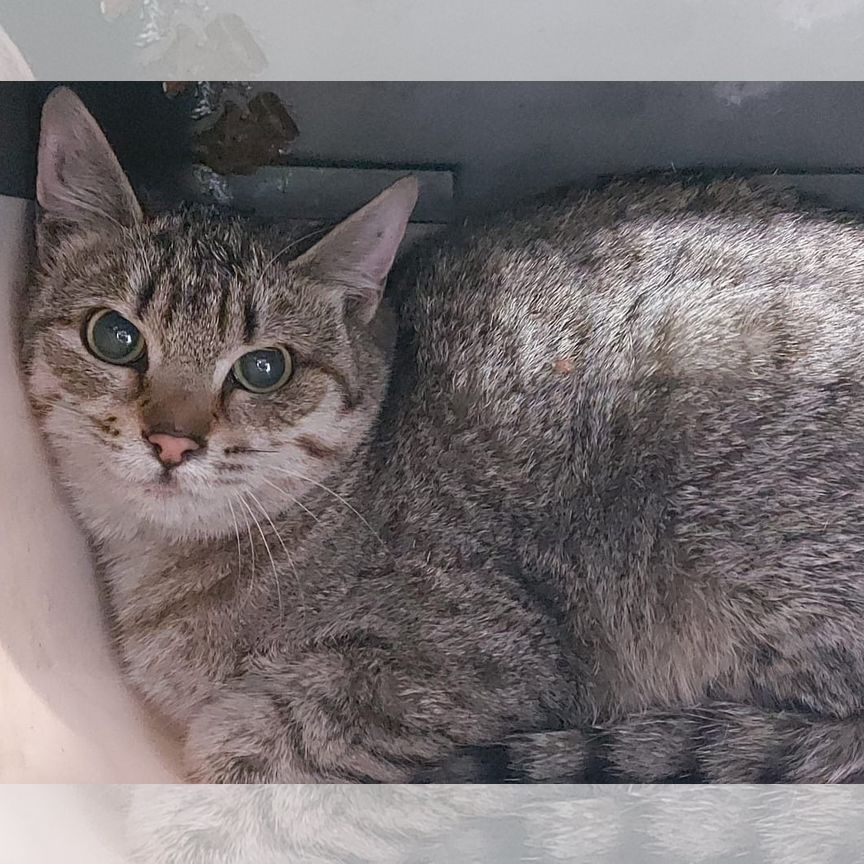 Европейский короткошёрстный котёнок