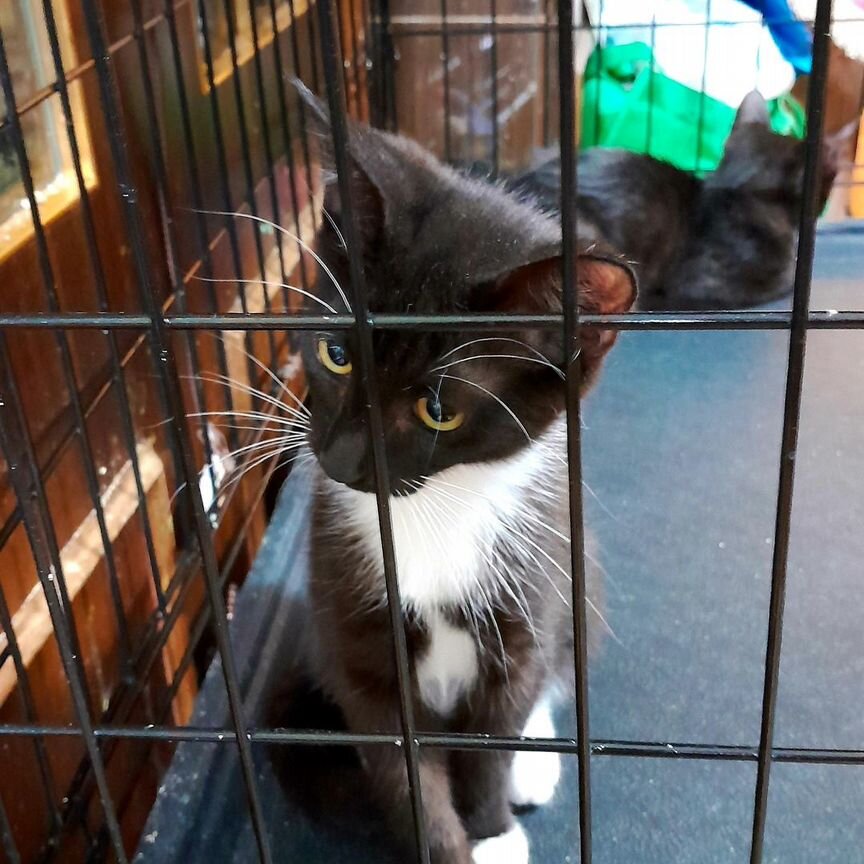 Котенок ищет дом