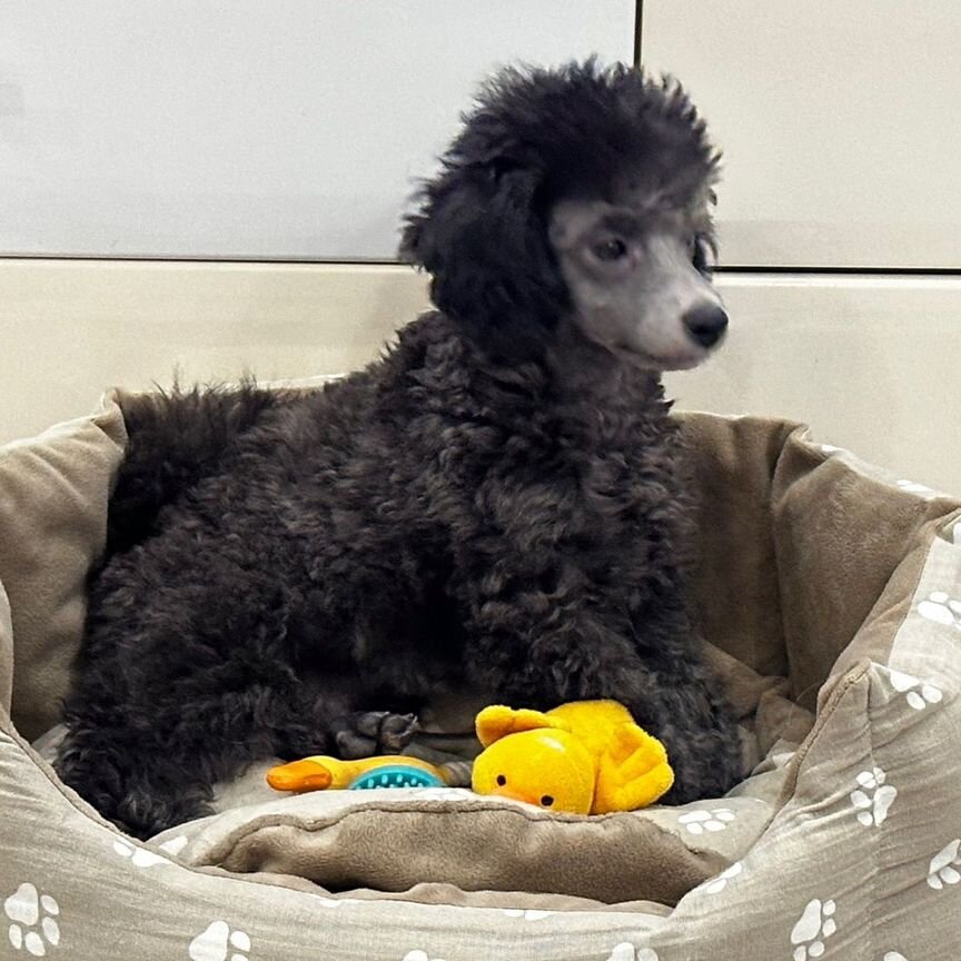 Той-пудель, щенок