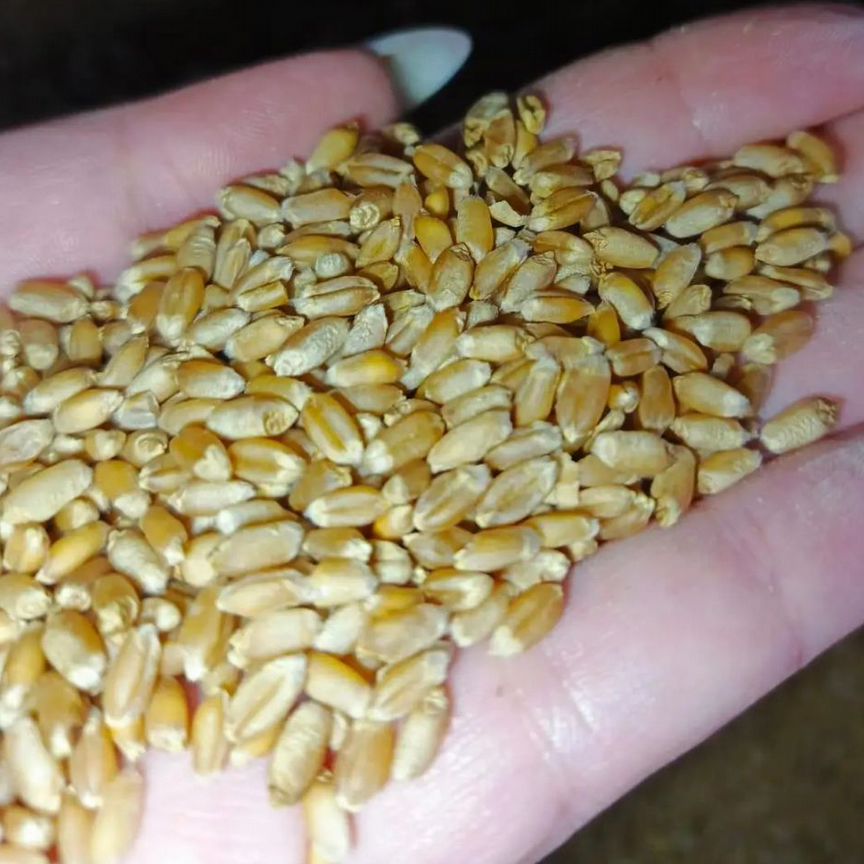 Зерно Пшеница Овёс