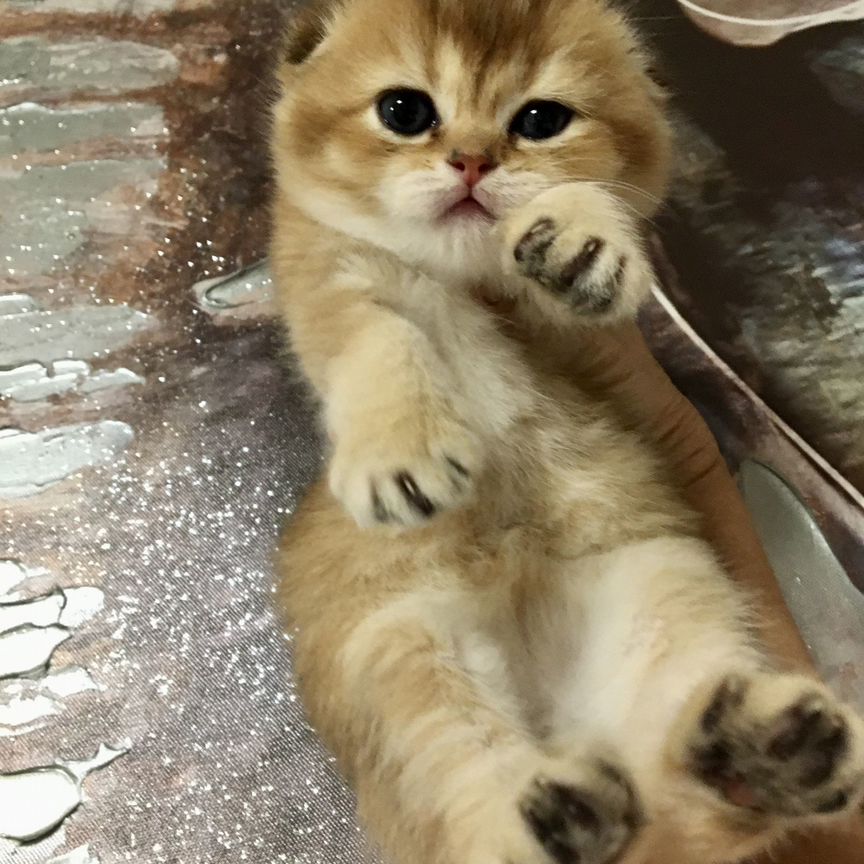 Шотландские золотые шиншиллы котята