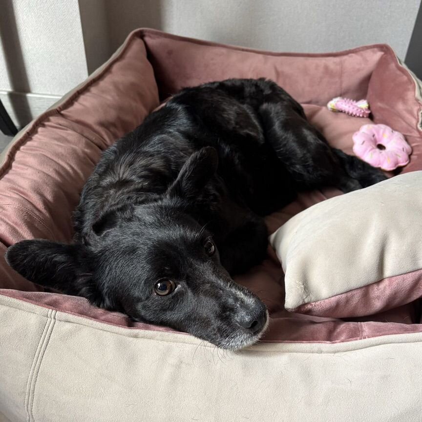 Взрослая собака в добрые руки