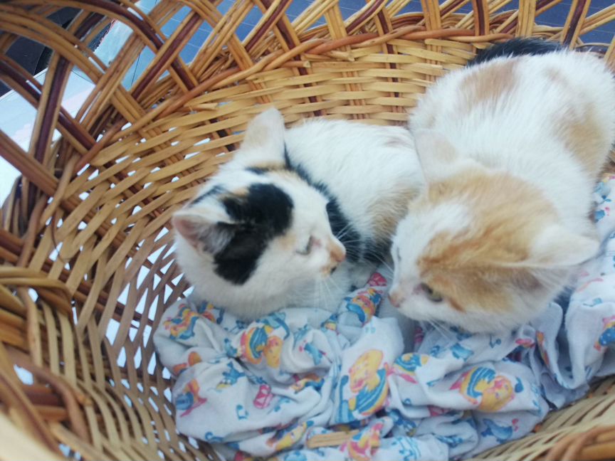 Отдам красавцев котят