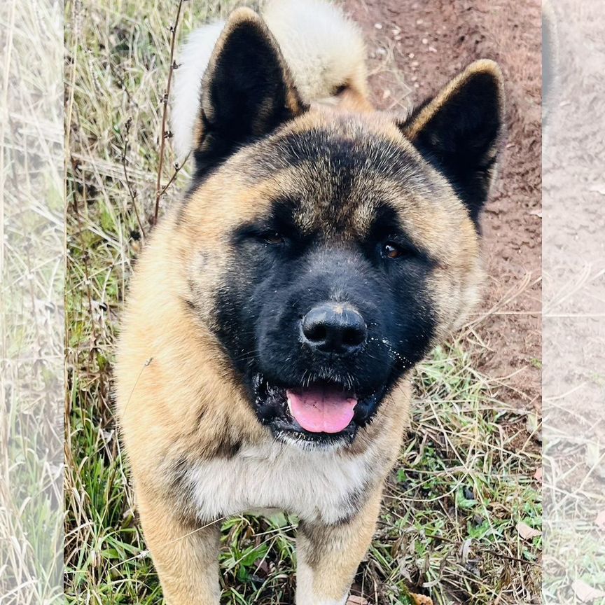 Американская акита вязка