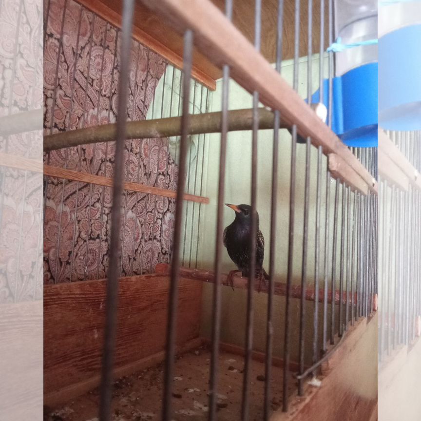 Певчие птицы