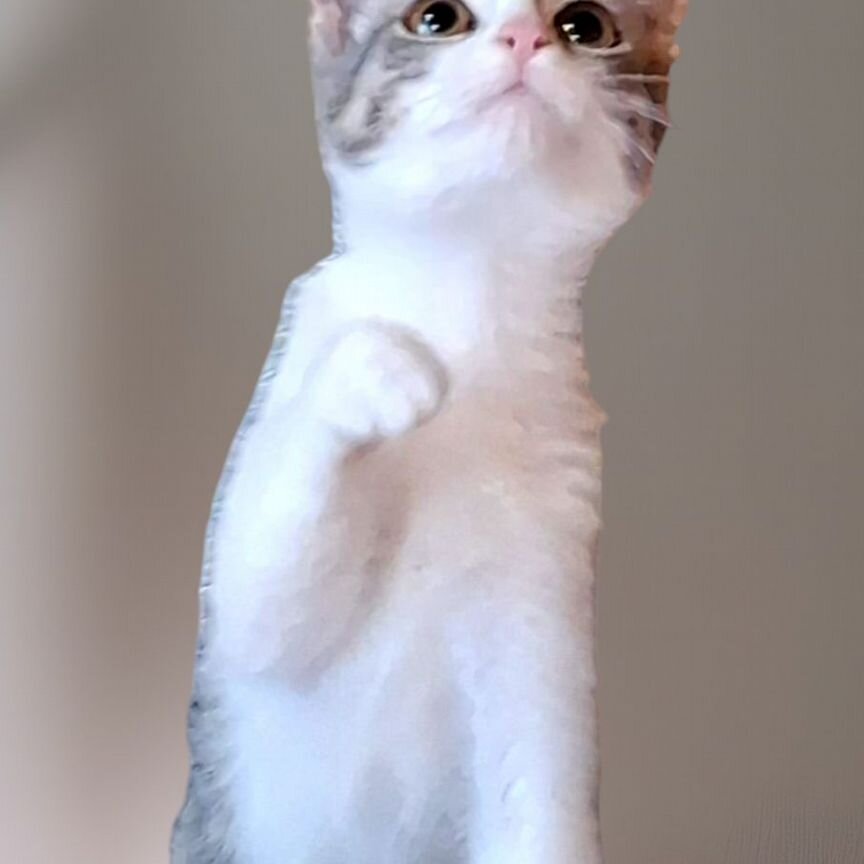 Котенок-кошечка миленькая