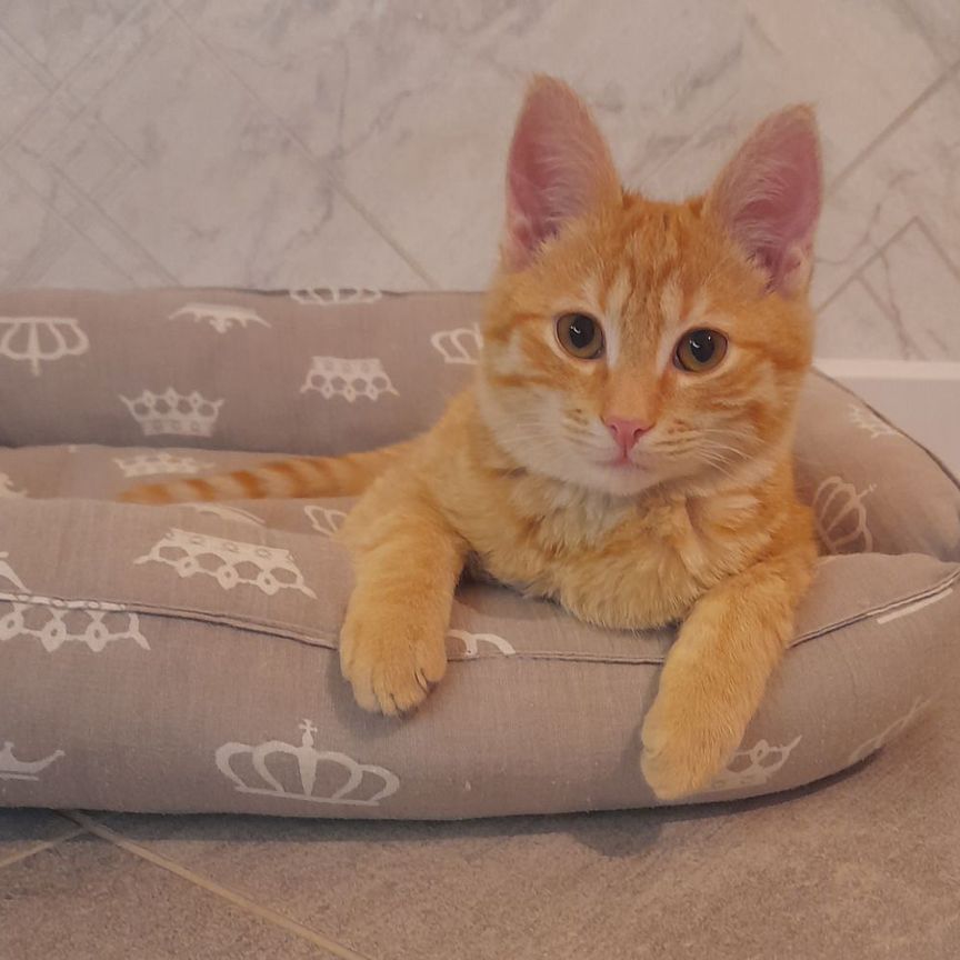 Потерялся котенок