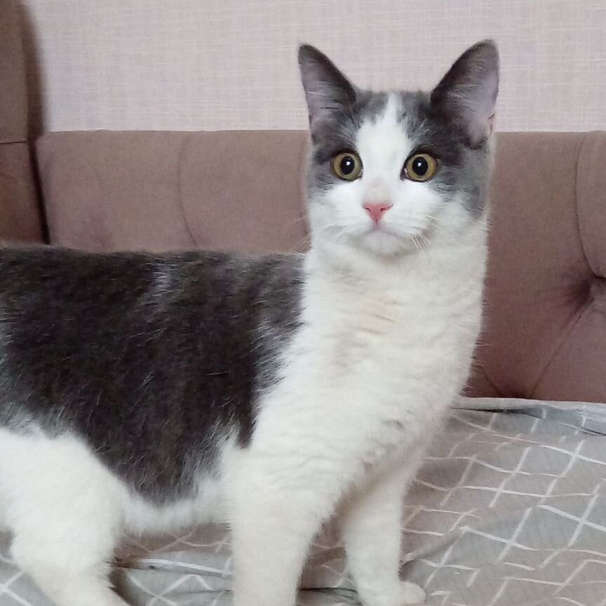 Кошечка ищет дом