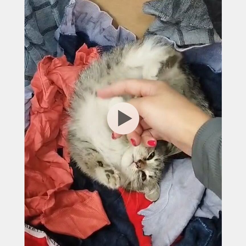 Котята в добрые руки бесплатно девочка
