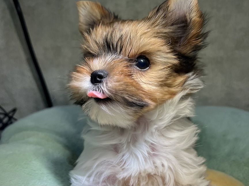 Мальчик мини цветной йорк