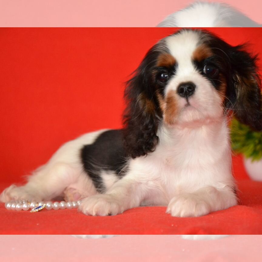 Кавалер кинг-чарльз-спаниель, щенок