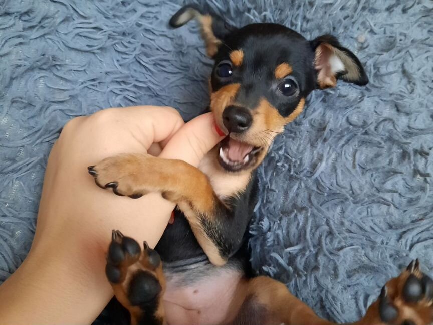 Щенки русский той-терьер