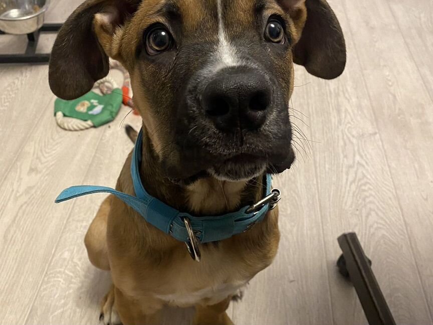 Щенок кане-корсо