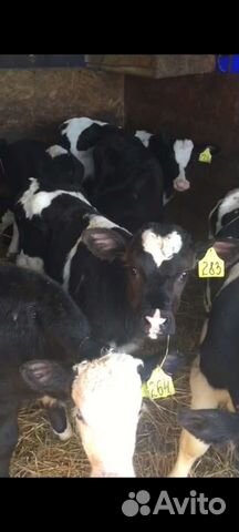 Бычки телята