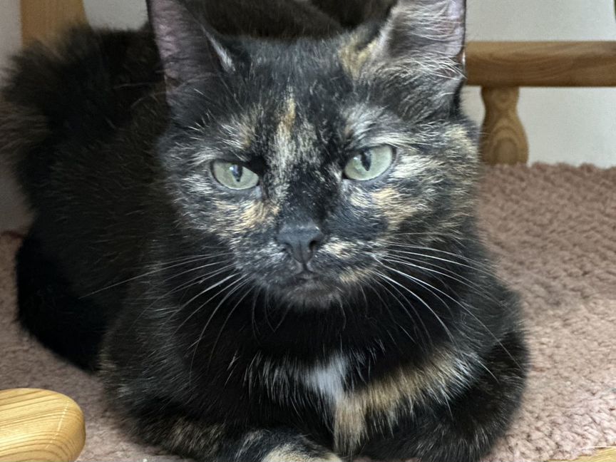 Маргоша 1 год ищет надёжную семью