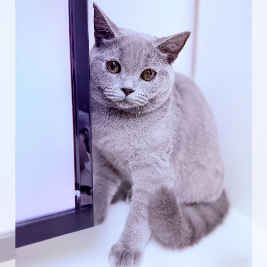 Британский короткошёрстный котёнок