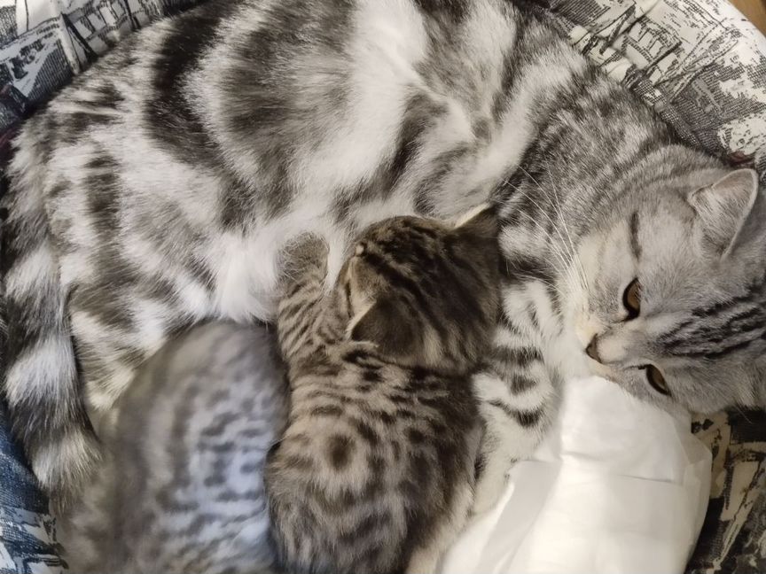 Шотландские котята