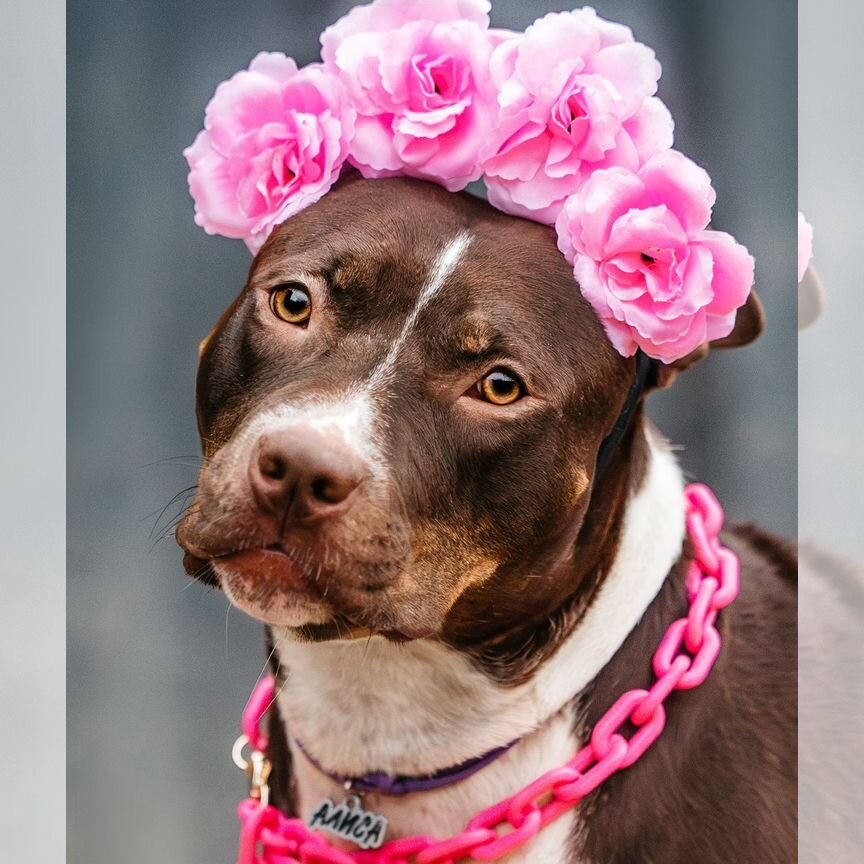 Американский питбультерьер, взрослая собака