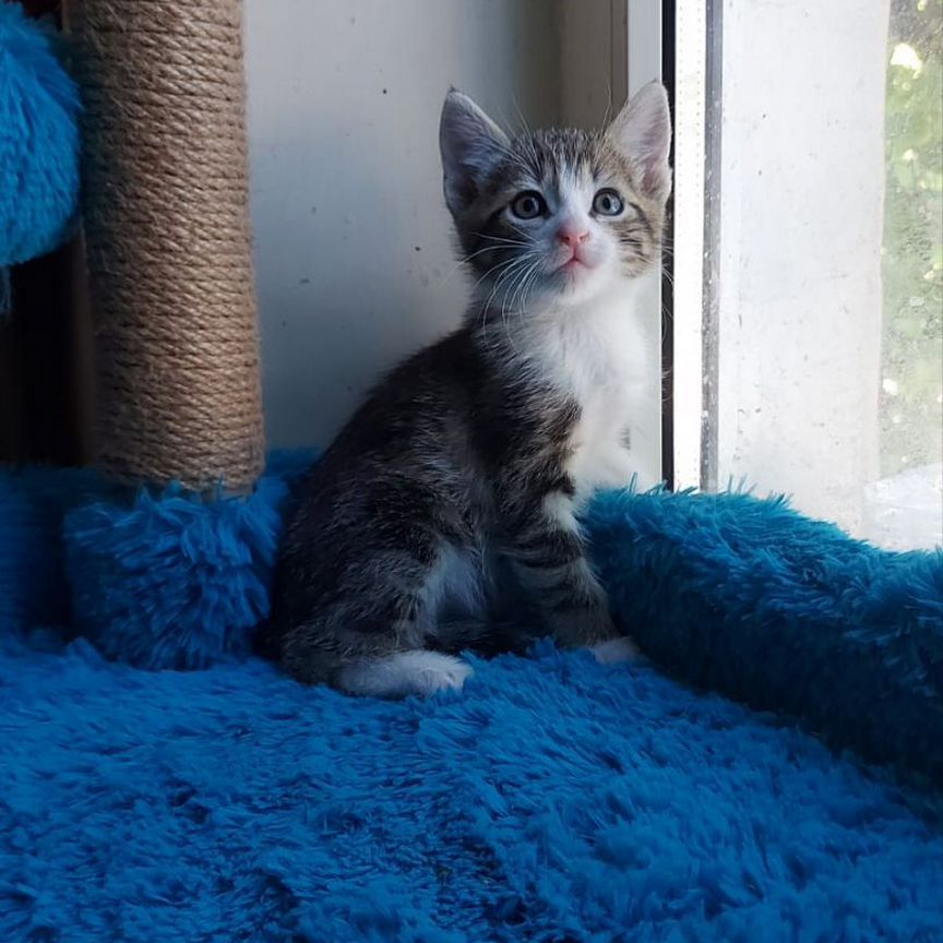 Котенок мальчик в добрые руки