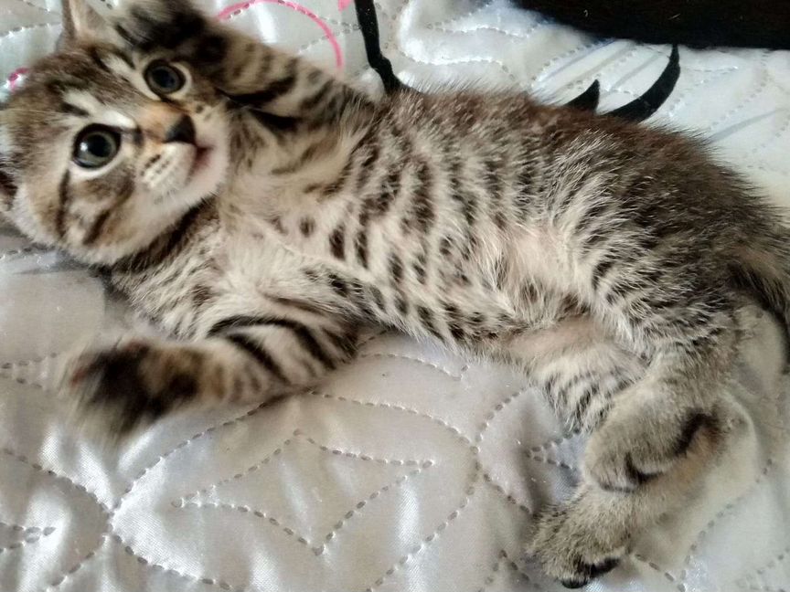 Котёнок
