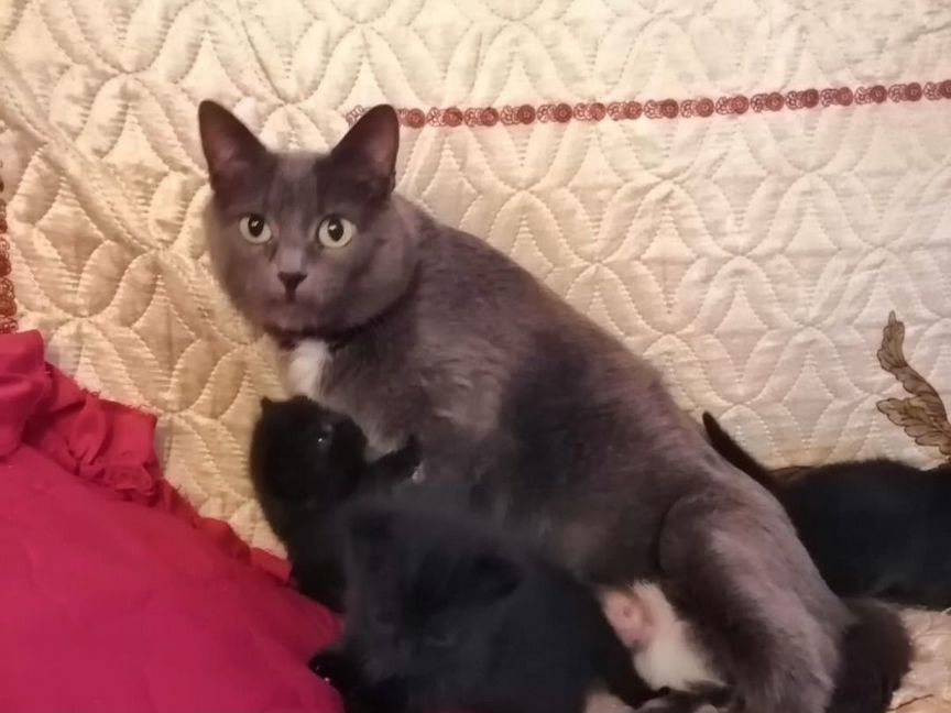 Отдам в добрые руки