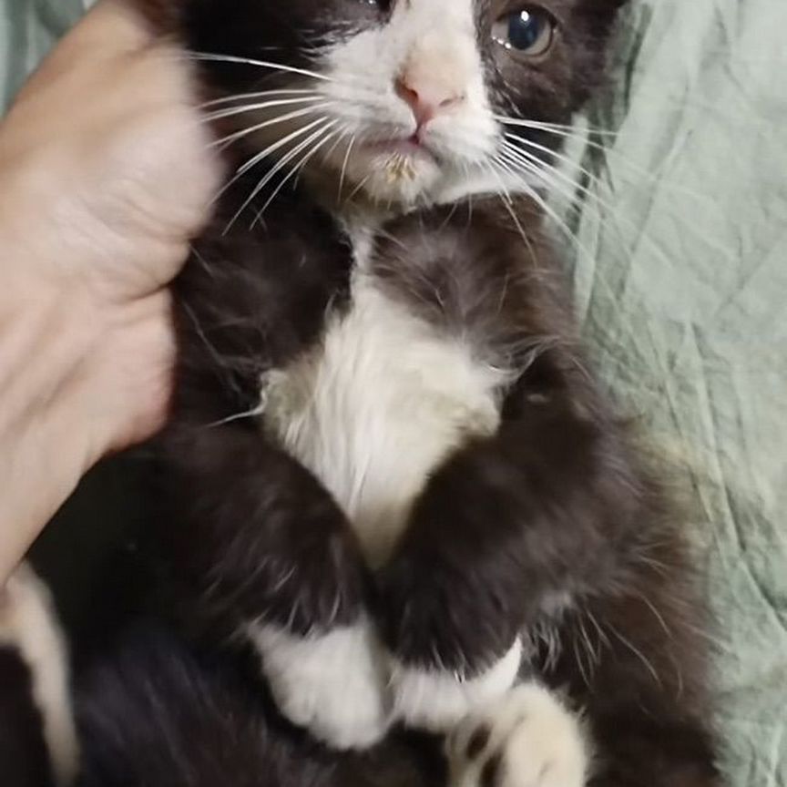 Котенок в добрые руки