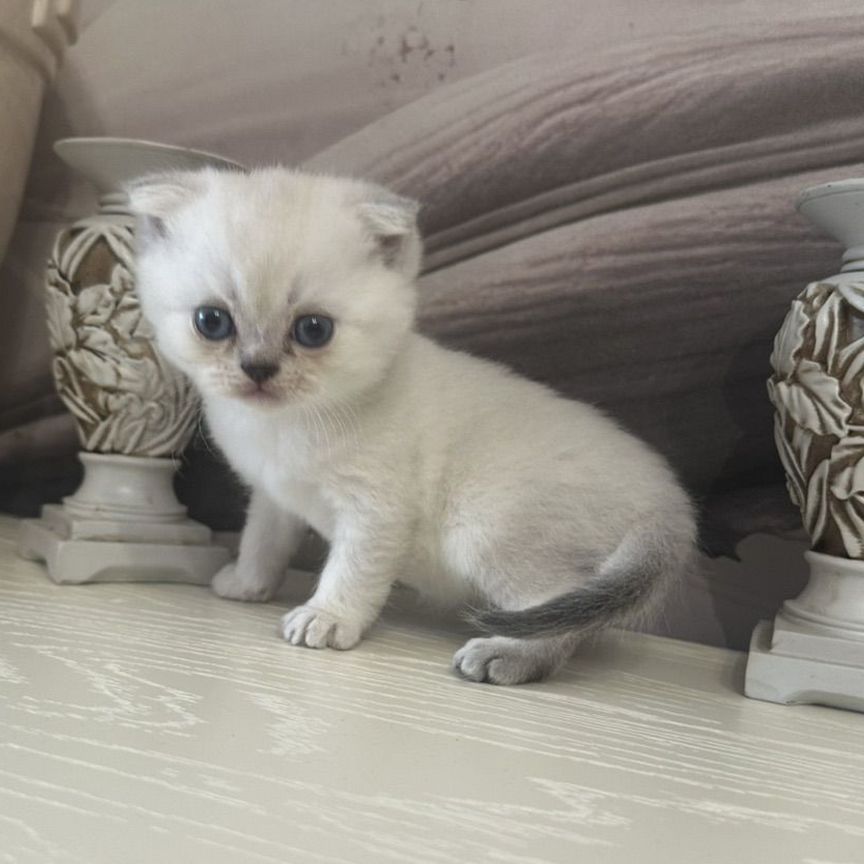 Шотландский вислоухий короткошёрстный котёнок