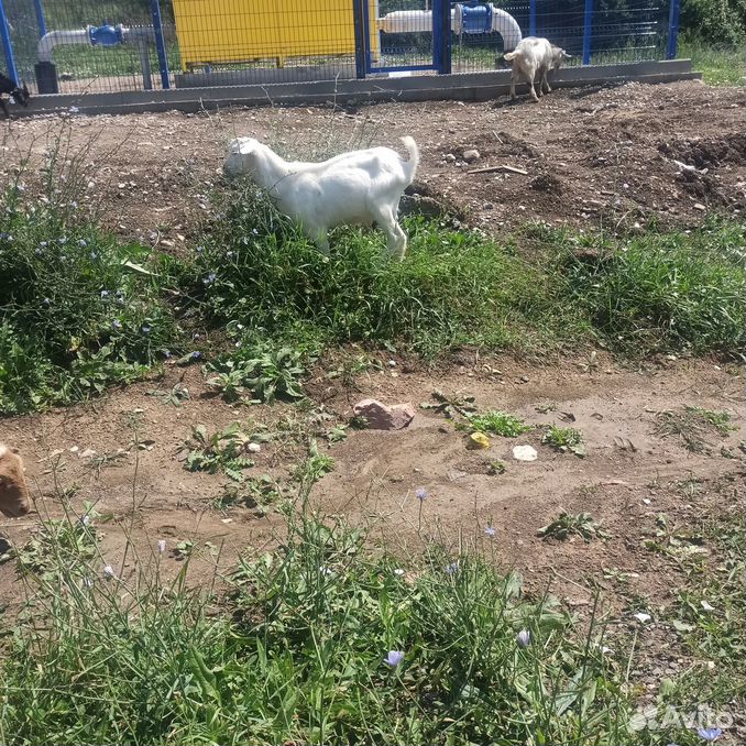 Продам козлят