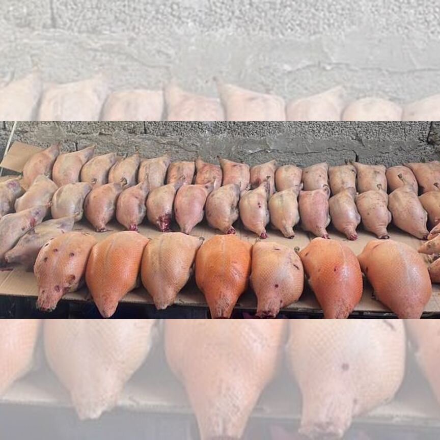 Утка дикая и лысуха гашгалдаг