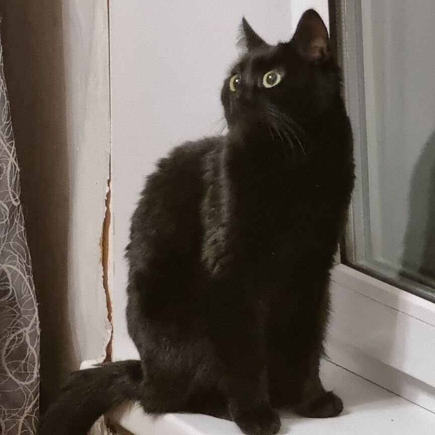 Взрослая, кошка в добрые руки